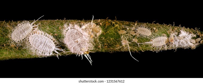 Longtailed Mealybug Pseudococcus Longispinus Hemiptera Pseudococcidae ...