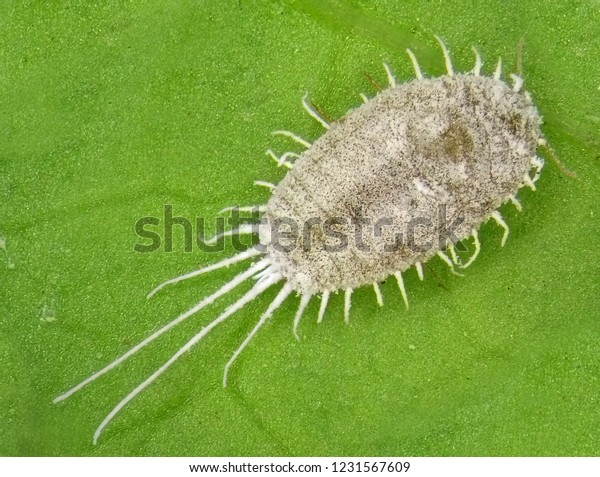 Longtailed Mealybug Pseudococcus Longispinus Hemiptera Pseudococcidae ...