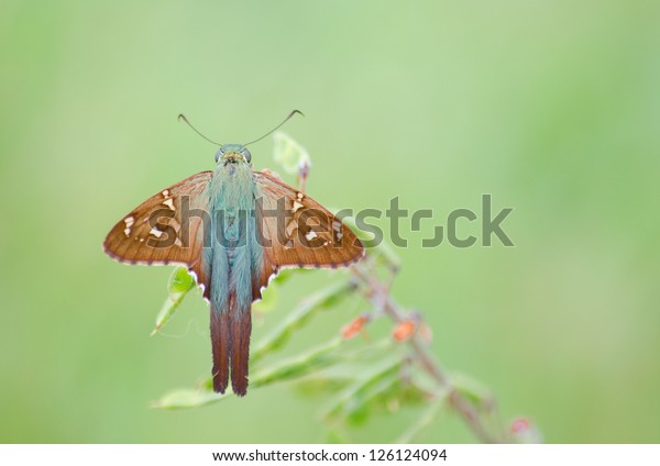 Longtailed Skipper Stock Photo 126124094 | Shutterstock