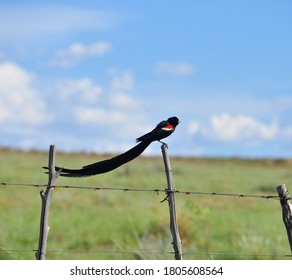 160 Long tailed widowbird Images, Stock Photos & Vectors | Shutterstock