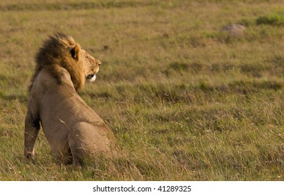 5,587 Lion from back Images, Stock Photos & Vectors | Shutterstock
