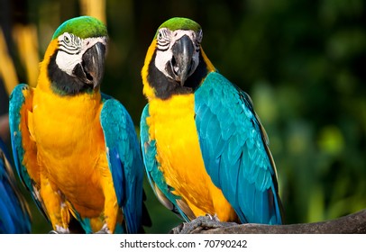 3,158 Thai parrot Images, Stock Photos & Vectors | Shutterstock