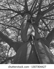 162 Boad tree Images, Stock Photos & Vectors | Shutterstock