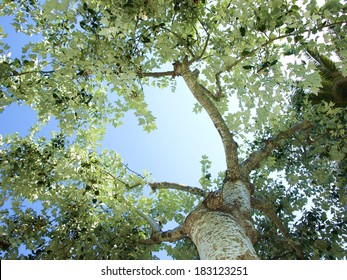 2,313 Cut poplar tree Images, Stock Photos & Vectors | Shutterstock
