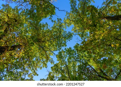136,225 Blue Sky Through Trees Images, Stock Photos & Vectors ...