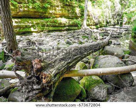 Looking Down Log Fallen Tree Along Stock Photo (Edit Now) 673672804 ...