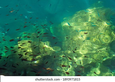 91 Looking Down Under Water Fish Images, Stock Photos & Vectors ...