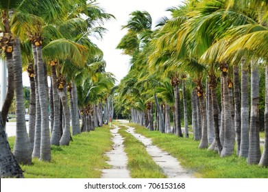 Looking Down Palm Tree Path Sandy Stock Photo 706153168 | Shutterstock