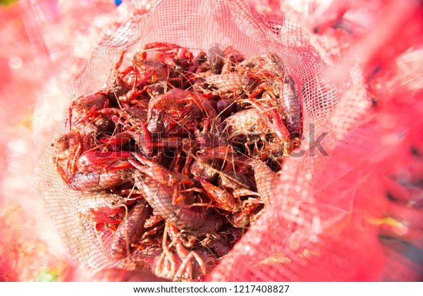 Looking Inside Opened Sack Live Crawfish Stock Photo (Edit Now) 1217408827