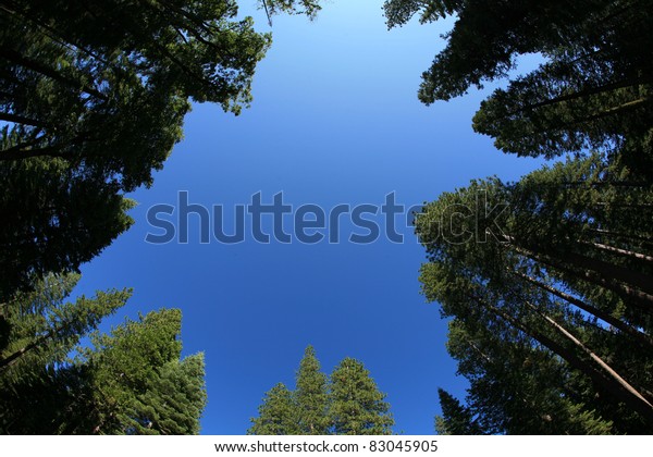 Looking Into Blue Sky Through Forest Stock Photo (Edit Now) 83045905