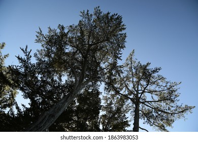 186 Point Chevalier Images, Stock Photos & Vectors | Shutterstock