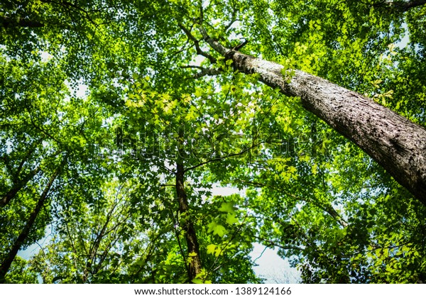 Looking Into Tree Canopy Stock Photo 1389124166 | Shutterstock