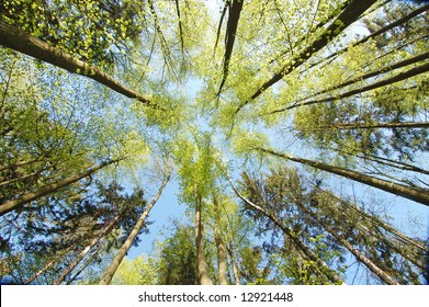 33,445 Look through trees Images, Stock Photos & Vectors | Shutterstock