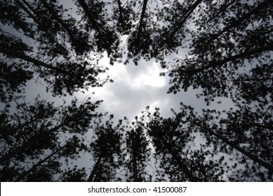 Looking Into Trees Forest Stock Photo (Edit Now) 41500084