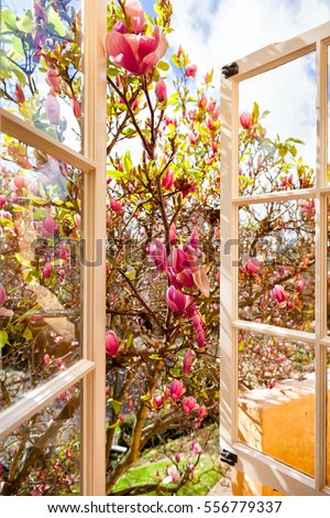 Looking Out Open Window Onto Blooming Stock Photo (Edit Now) 556779337 ...