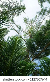 752 imágenes de Pine trees philippines - Imágenes, fotos y vectores de ...