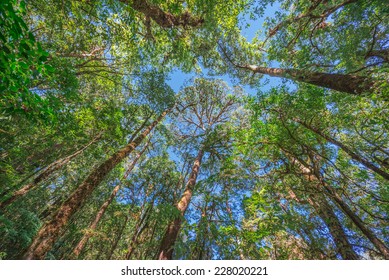 Straight Outstretched Forests Stock Photo 620007578 | Shutterstock