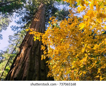 Looking Sequoia Tree Fall Colored Pacific Stock Photo (Edit Now) 737065168