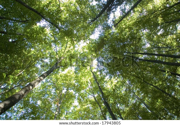 Looking Sky Through Trees Stock Photo 17943805 | Shutterstock
