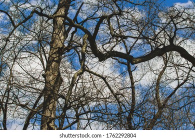 12,219 Look Through Branches Images, Stock Photos & Vectors | Shutterstock