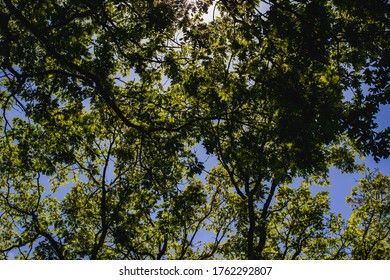 12,219 Look Through Branches Images, Stock Photos & Vectors | Shutterstock