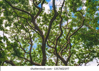 319 Koa trees Images, Stock Photos & Vectors | Shutterstock