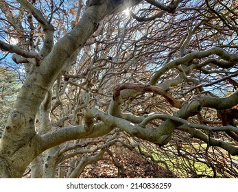 11,433 Looking through branches of a tree Images, Stock Photos ...