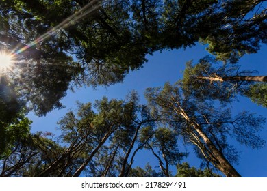 11,433 Looking through branches of a tree Images, Stock Photos ...