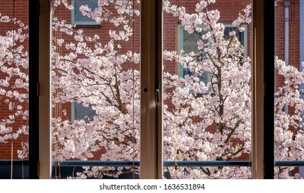 10,486 Garden through window Images, Stock Photos & Vectors | Shutterstock