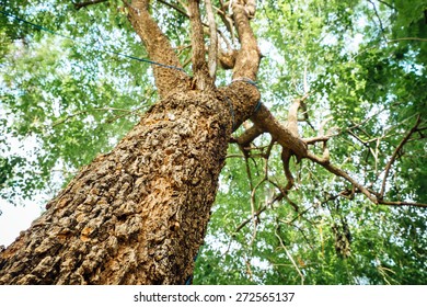 402 Looking up under an oak tree Images, Stock Photos & Vectors ...