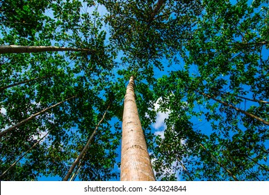 149,637 imágenes de Tree under view - Imágenes, fotos y vectores de ...