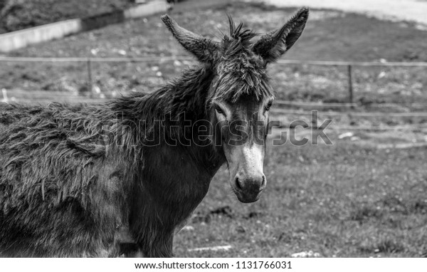 Lost Donkey Stock Photo 1131766031 | Shutterstock