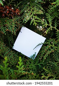 Lost Notes Forest Stock Photo 1942555201 | Shutterstock