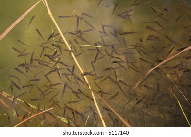 42,791 Small black fish Images, Stock Photos & Vectors | Shutterstock