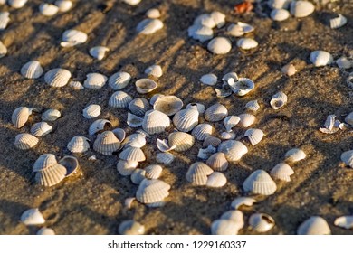 Lots Tiny White Sea Shells On Stock Photo 1229160337 | Shutterstock