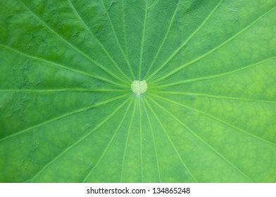 76,208 Lotus leaves texture Images, Stock Photos & Vectors | Shutterstock