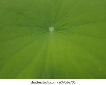 Lotus Leaf Texture Stock Photo 637066735 | Shutterstock