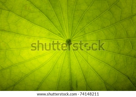 Lotus Leaf Texture Stock Photo (Edit Now) 74148211 - Shutterstock