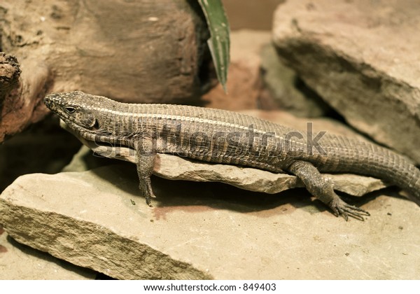 Lounging Lizard Stock Photo 849403 | Shutterstock