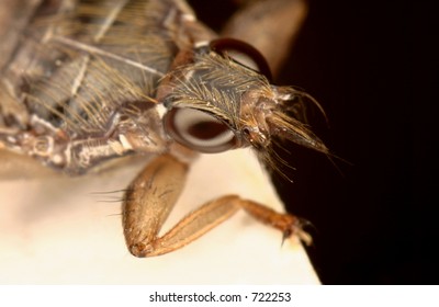 Louse Fly Stock Photo 722253 | Shutterstock