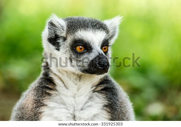 Lovely Ringtailed Lemur Face Close Stock Photo (Edit Now) 331925303