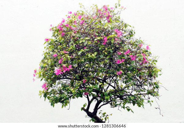 Loving Tree Stock Photo 1281306646 | Shutterstock