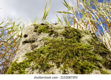 47,819 Mossy surface Images, Stock Photos & Vectors | Shutterstock