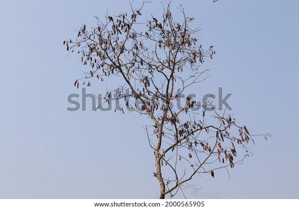 Low Angle High Contrast Tree Branches Stock Photo 2000565905 | Shutterstock