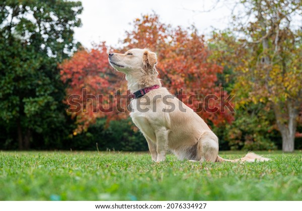 3,370 imágenes de Dog low angle - Imágenes, fotos y vectores de stock ...