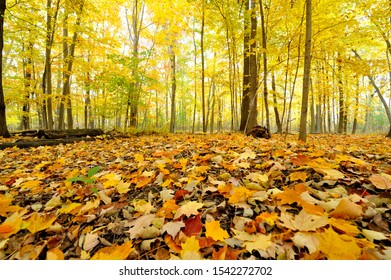 Low Angle View Forest Floor Autumn Stock Photo 1542272702 | Shutterstock