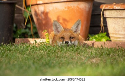 7,440 Fox Staring Images, Stock Photos & Vectors | Shutterstock