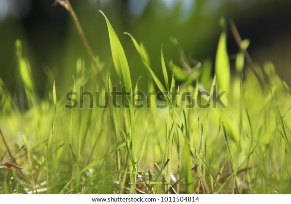 Low Angle View Fresh Grass Forest Stock Photo (Edit Now) 1011504814