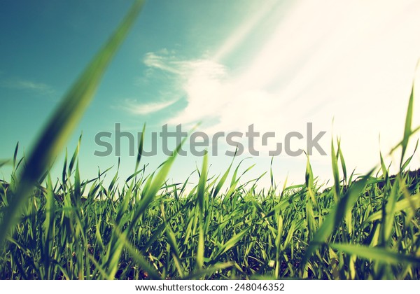 Low Angle View Fresh Grass Against Stock Photo (Edit Now) 248046352