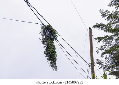 72,081 Branch overhead Images, Stock Photos & Vectors | Shutterstock